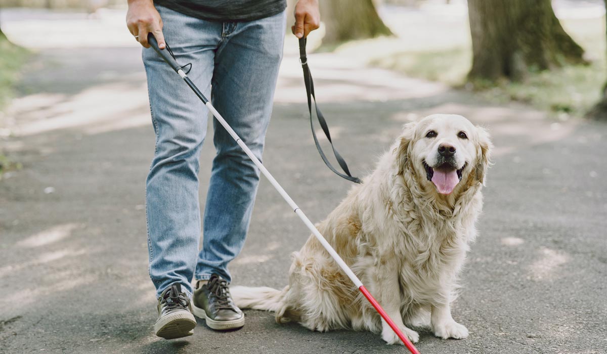 Perros guía tendrían facilidades para realizar su labor de asistencia ...