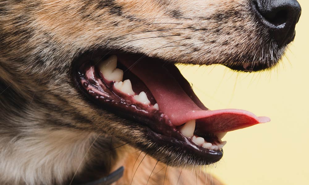 Ofrecen póliza médica por ataques de perros - Digital506