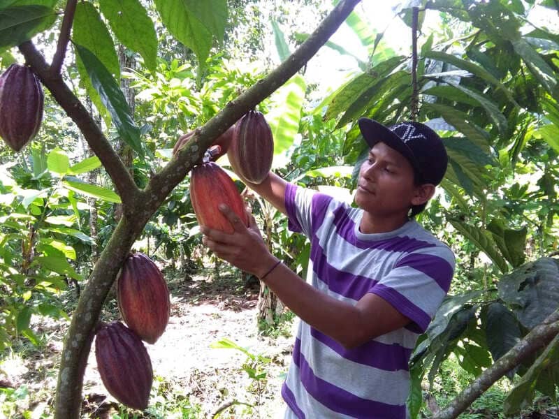 Costa Rica recibe reconocimiento como país productor y exportador de ...