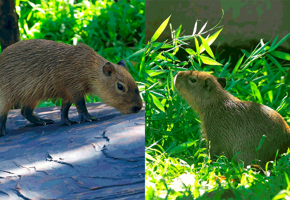 Capibaras rescatados pueden visitarse en el refugio Zooave en Alajuela ...