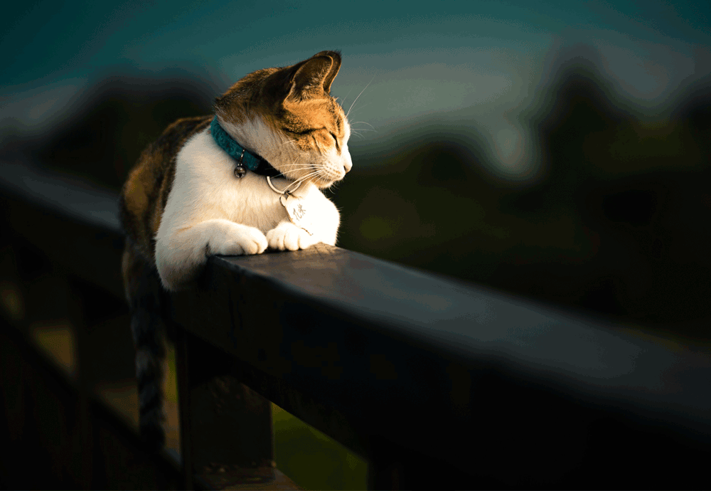 Gatos también sufren la soledad y requieren compañía frecuente - Digital506