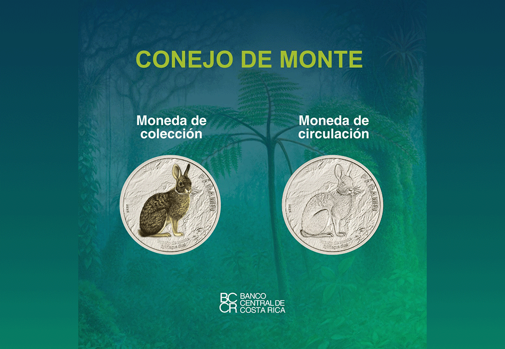 Banco Central anuncia nueva moneda de 50 colones dedicada al conejo de ...